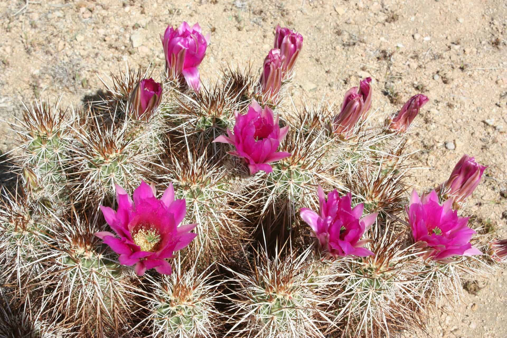 How Flowers Enhance Well-Being: Tips for Desert Locations - Santa Rosa ...